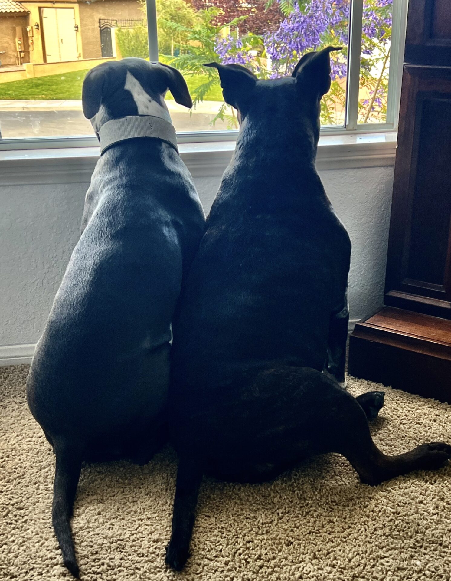 The Dog Walker and Sitter Las Vegas | Golden Leash